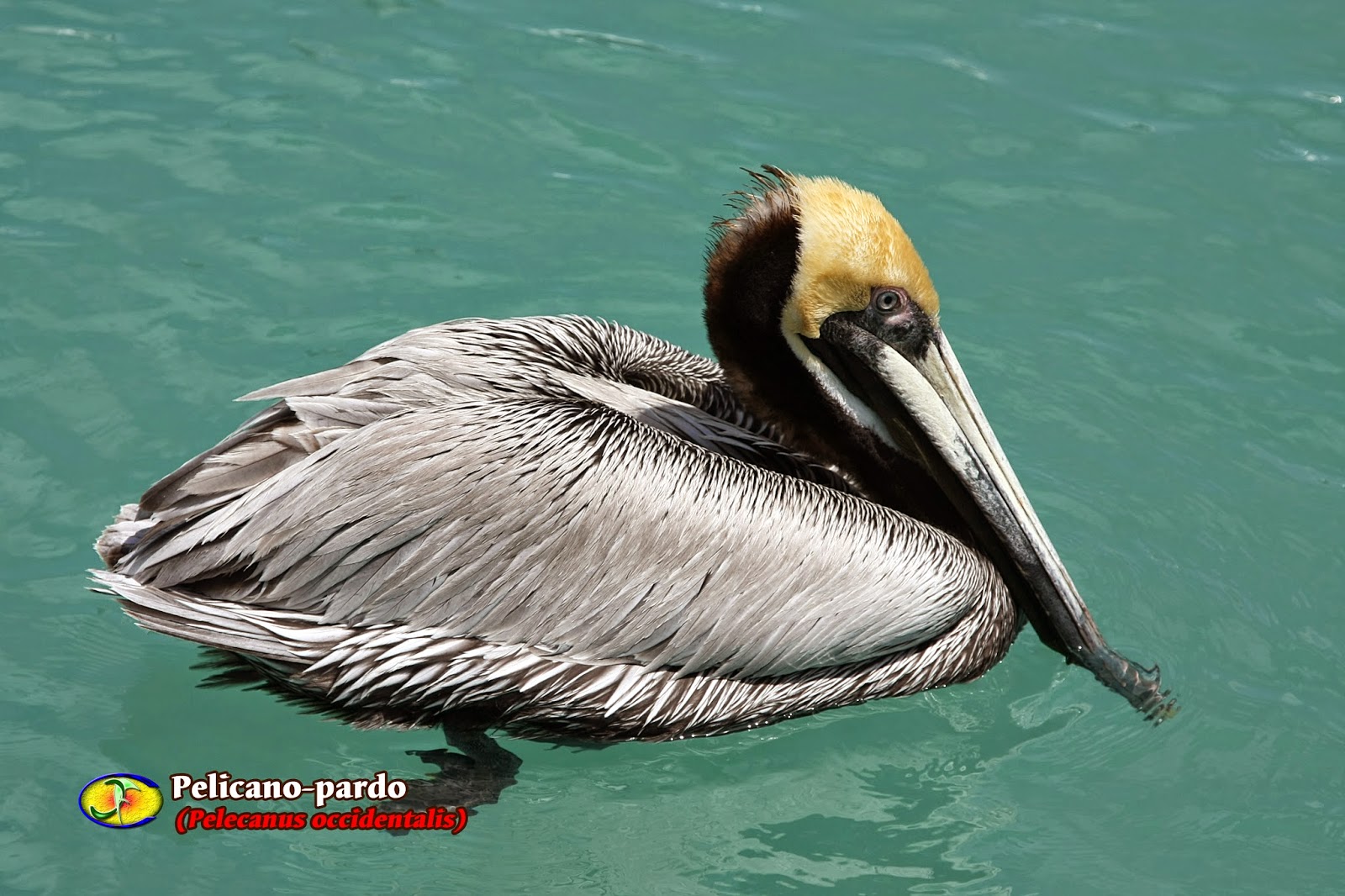 Zoologia: Pelicano-pardo (Pelecanus occidentalis)